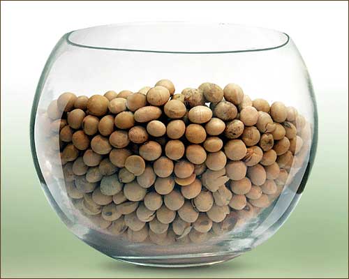 Soyabean, Soy saludable, Soy soya.